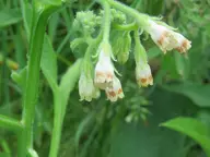 PlantAtlas